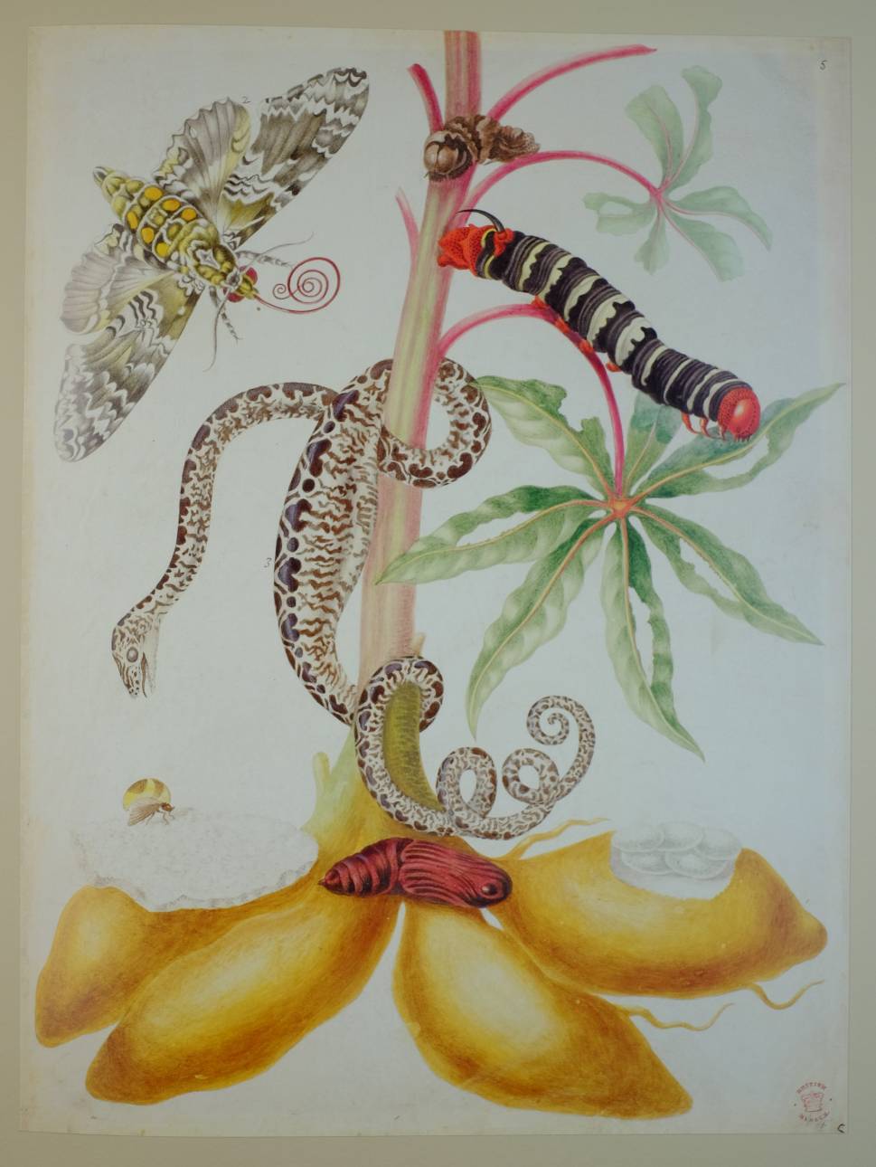 Lot 448 - Merian (Maria Sibylla).