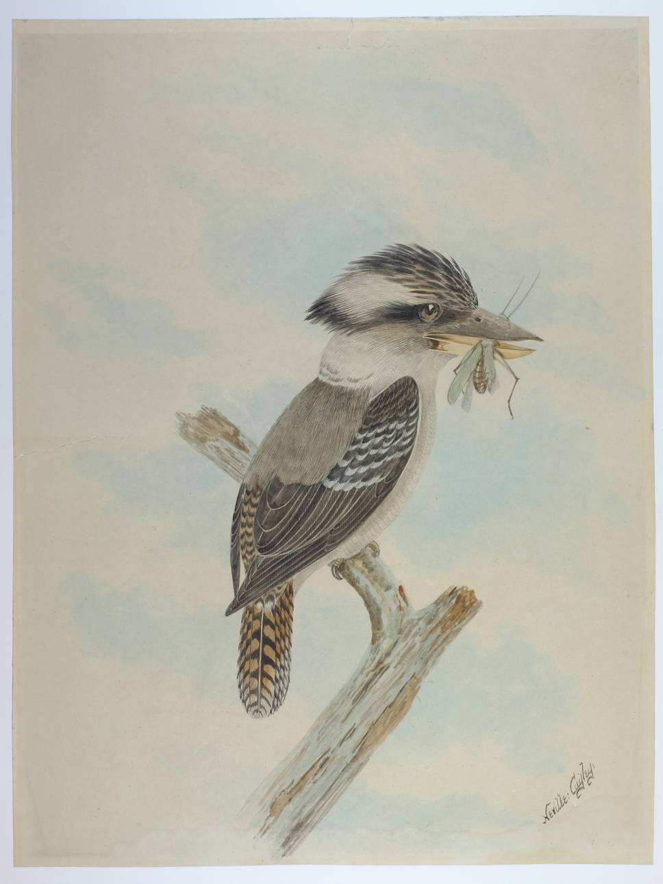 Lot 425 - Cayley, Neville William, 1886-1950
