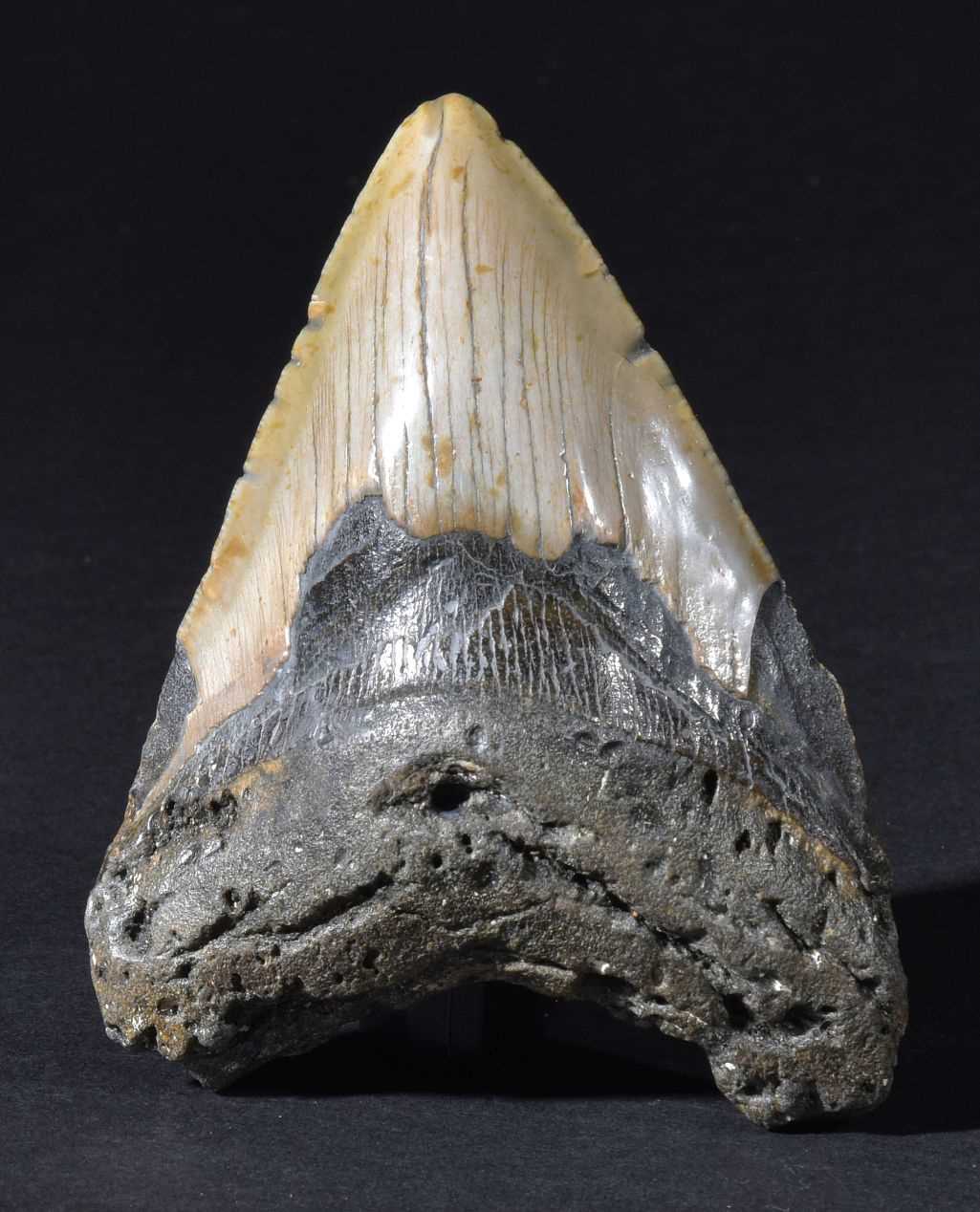Lot 101 - A large Carcharodon megalodon tooth,