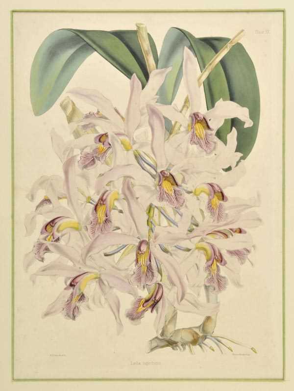 Lot 244 - Warner, Robert, and Williams, Benjamin