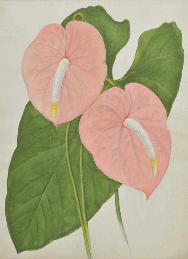 Lot 211 - Anthuriums.