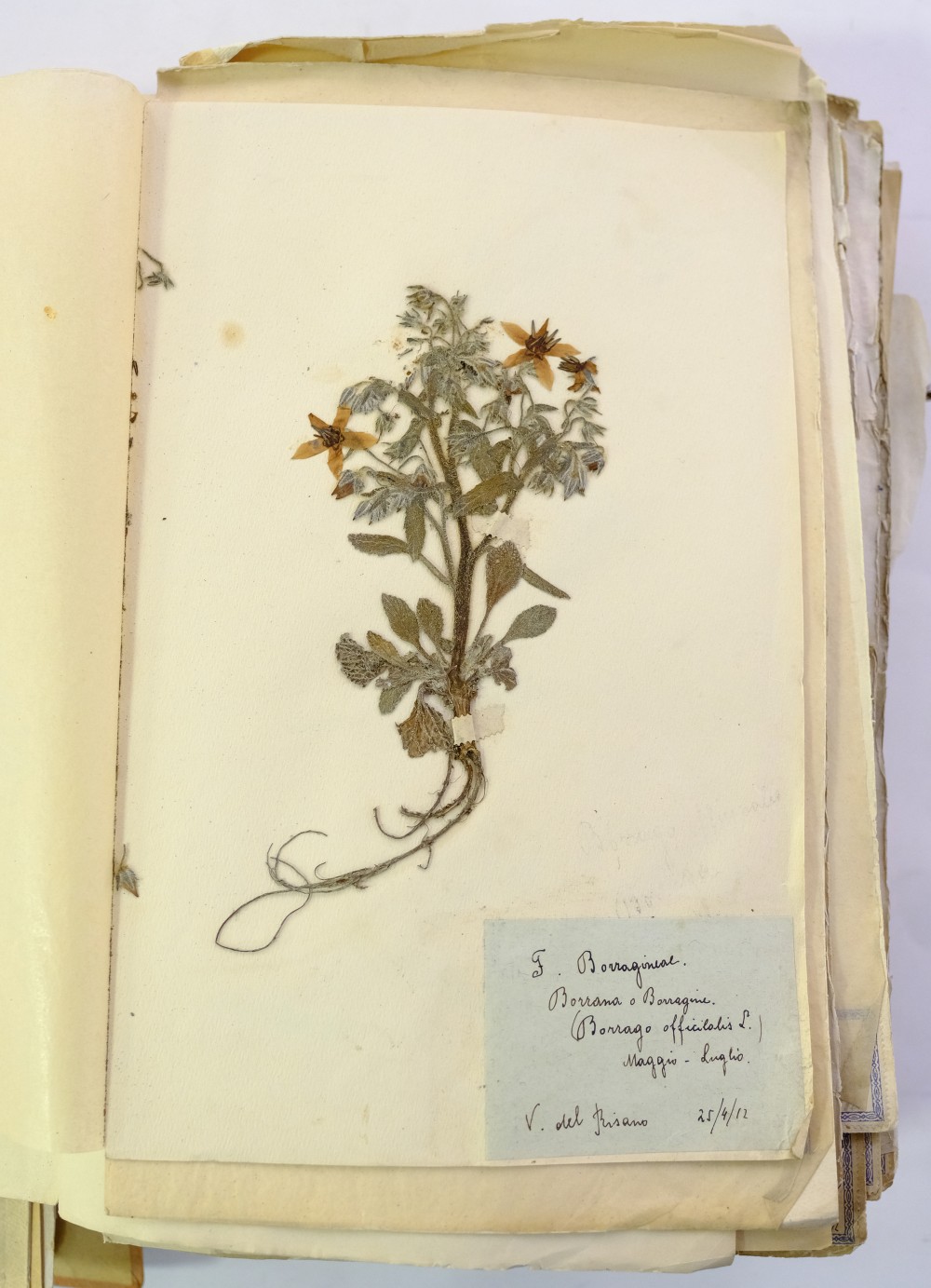 Lot 84 - Dried Plant Specimens.