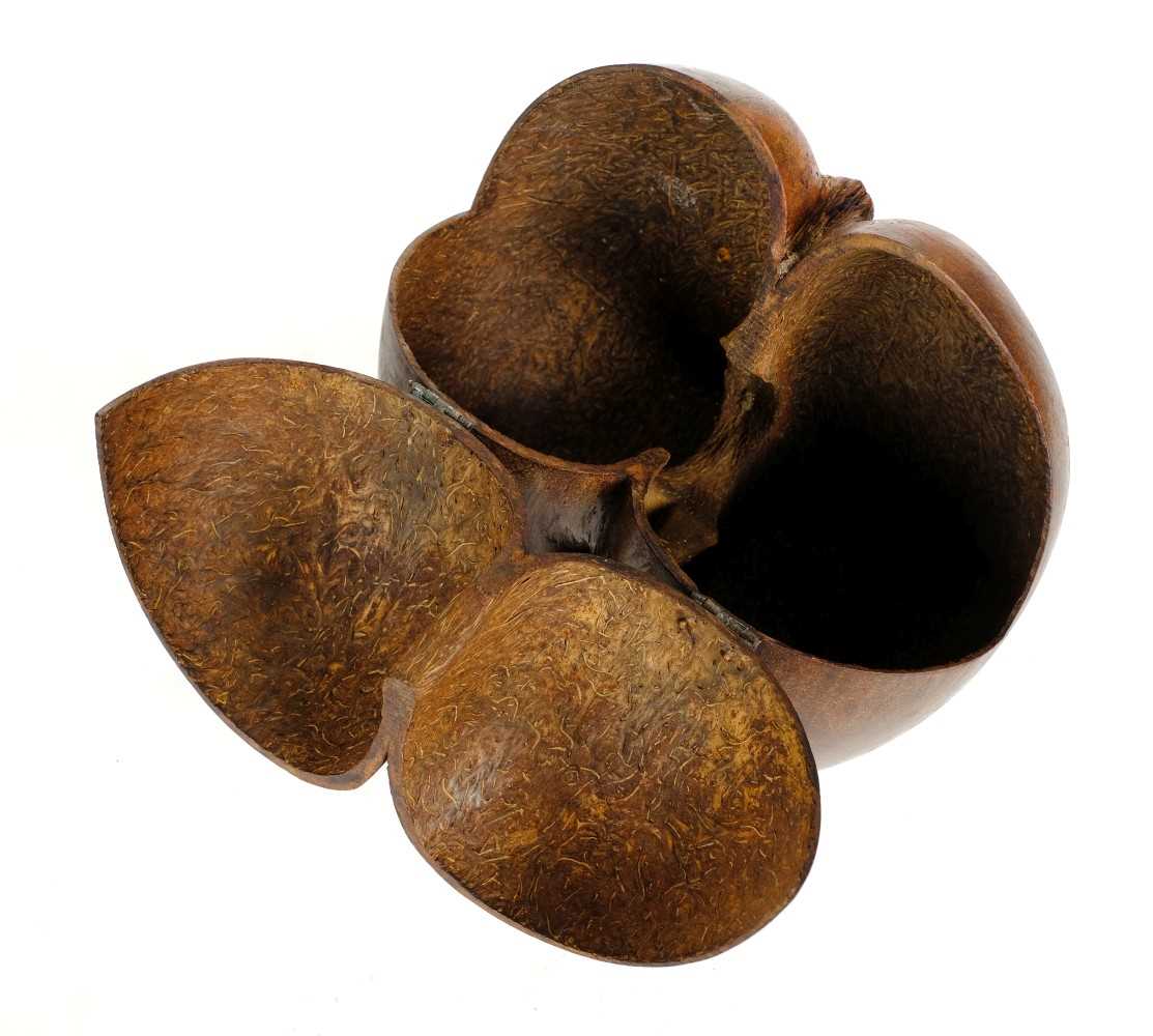 Lot 633 - Coco de Mer.