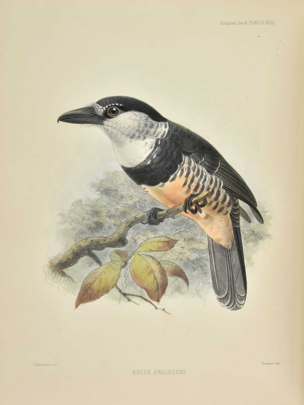 Lot 100 - Sclater (Philip Lutley). Monograph of the