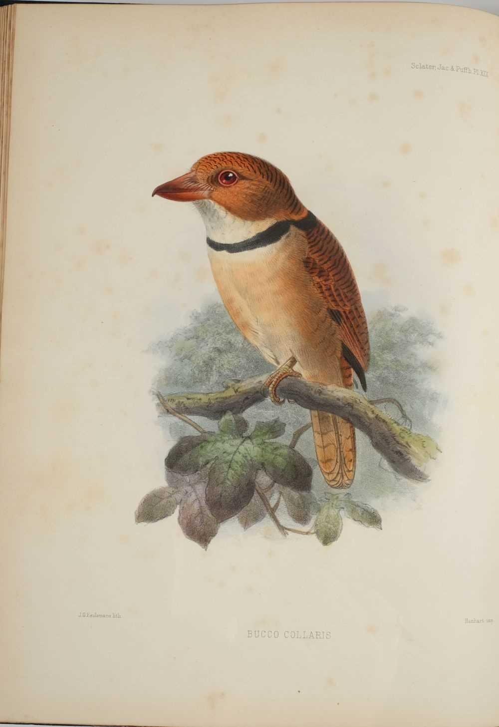 Lot 100 - Sclater (Philip Lutley). Monograph of the