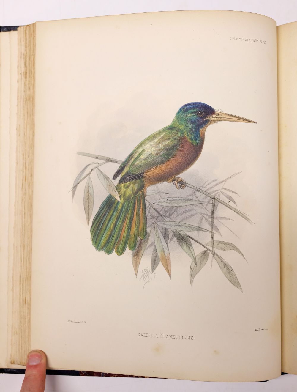 Lot 100 - Sclater (Philip Lutley). Monograph of the
