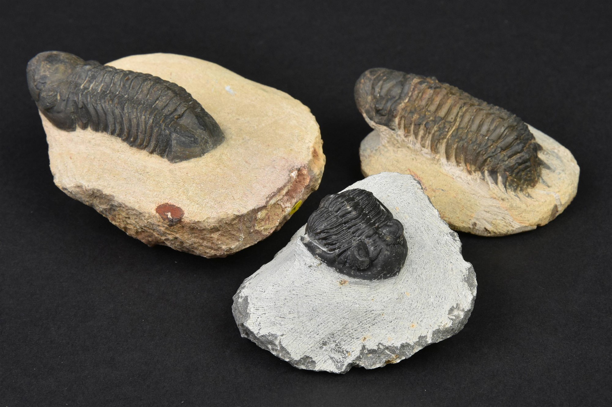 Lot 219 - Devonian Trilobites