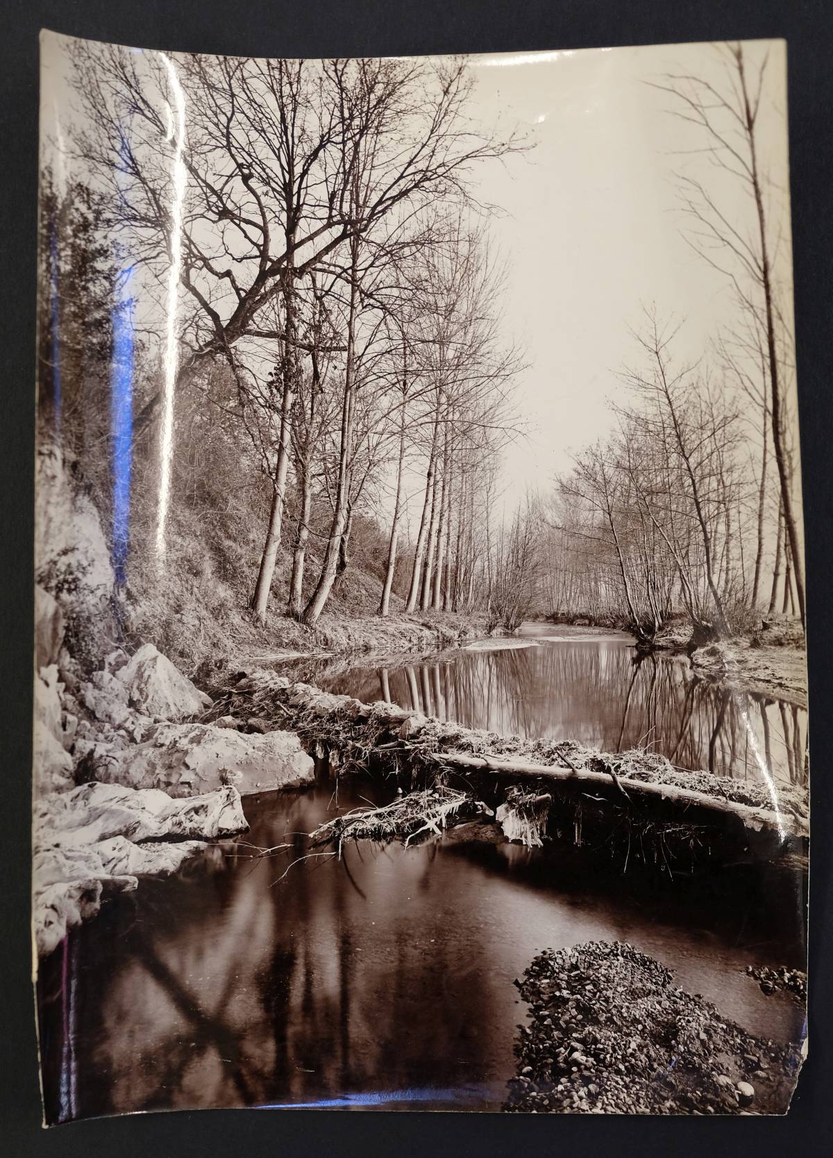 Lot 244 - Tree Studies.