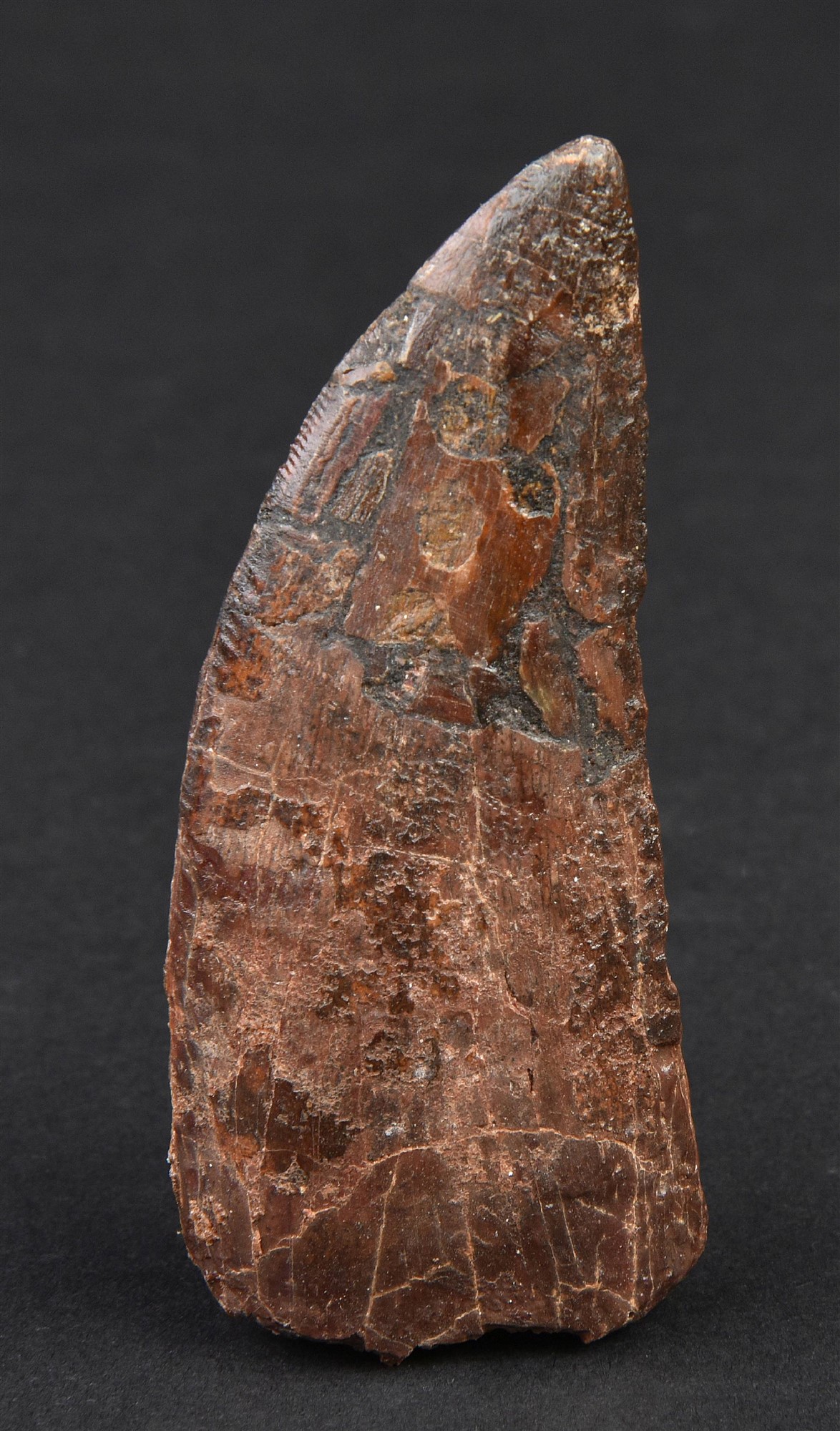 Lot 235 - Shark Lizard Tooth