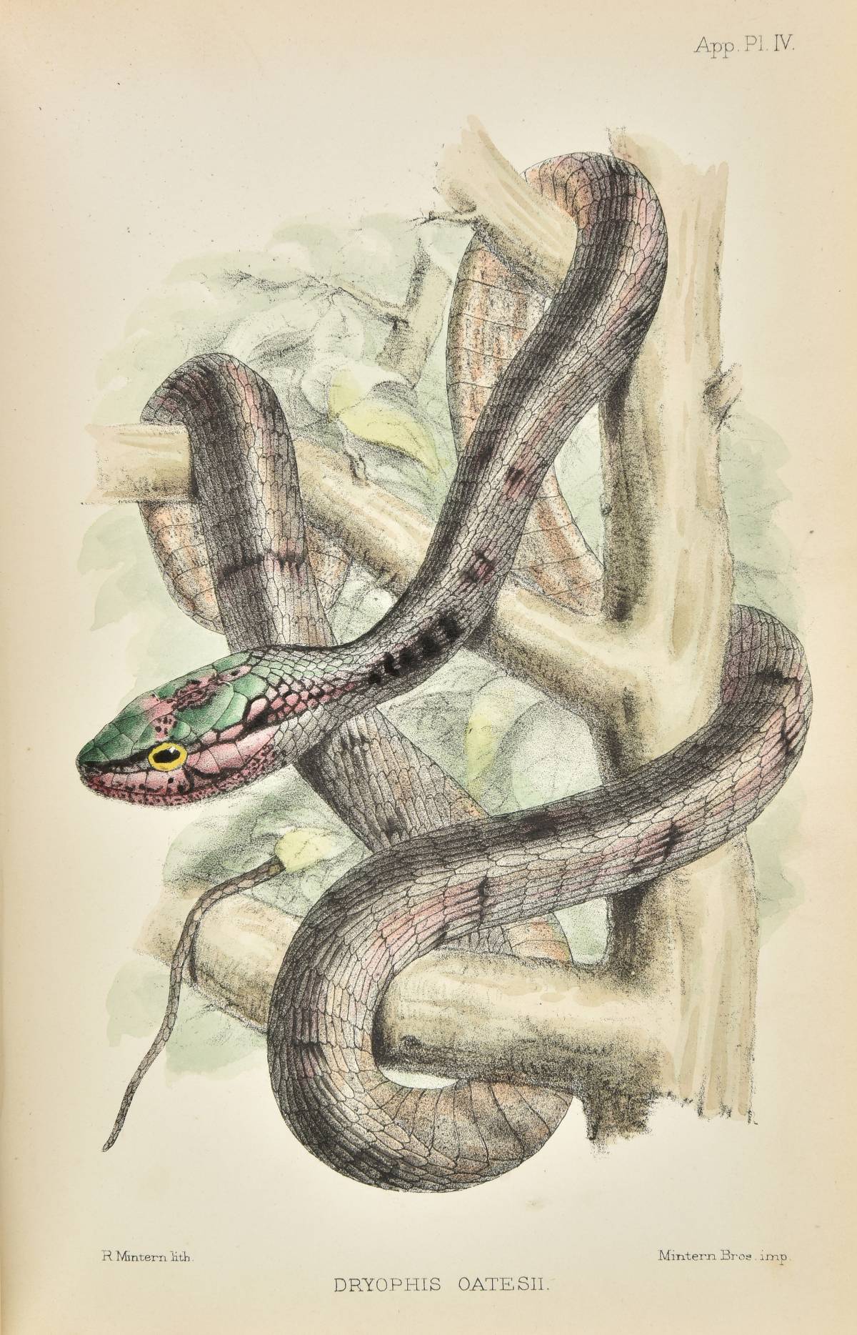 Lot 68 - Oates (Frank). Matabele Land, 2nd edition,