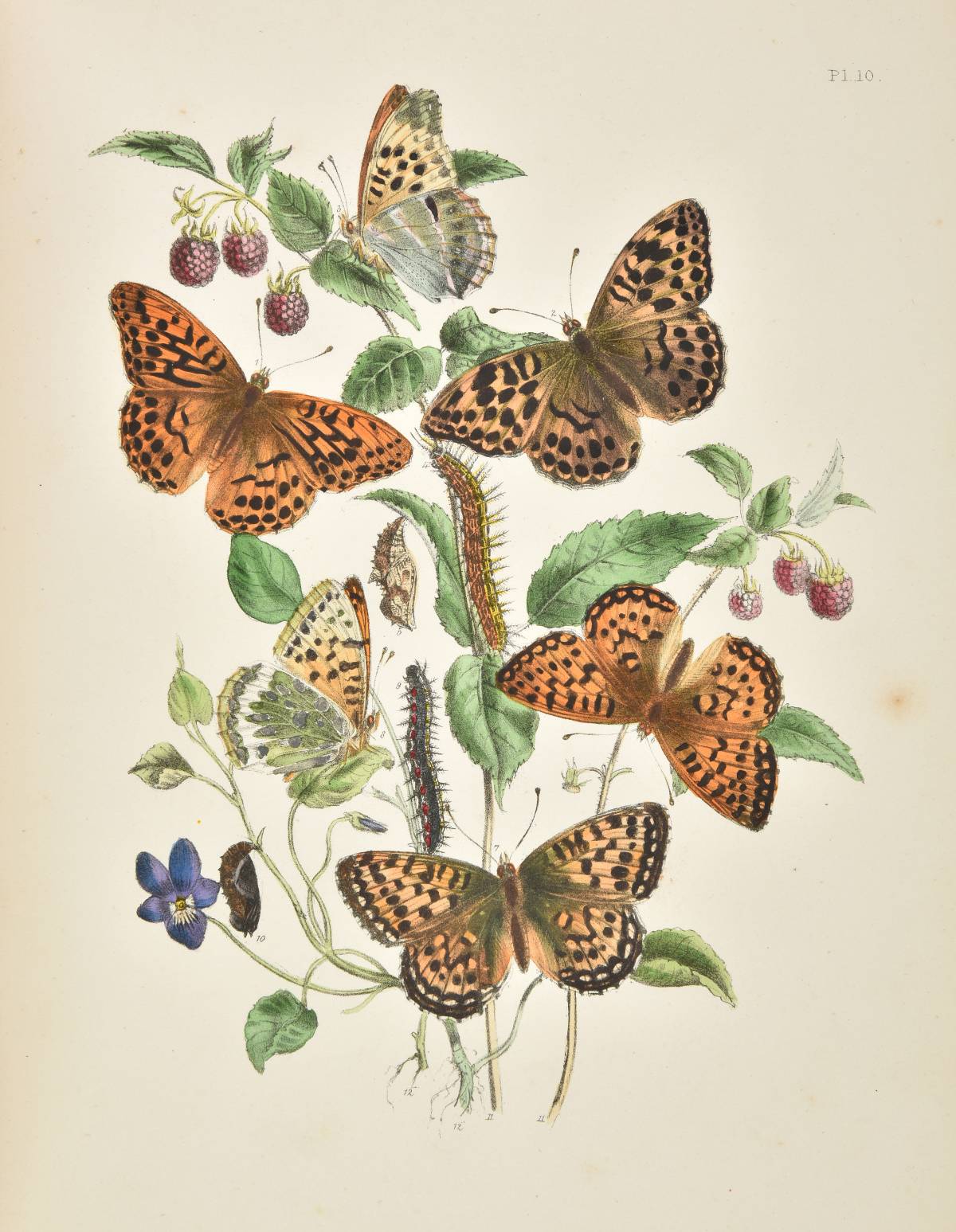 Lot 192 - Humphreys (Henry Noel). British Butterflies