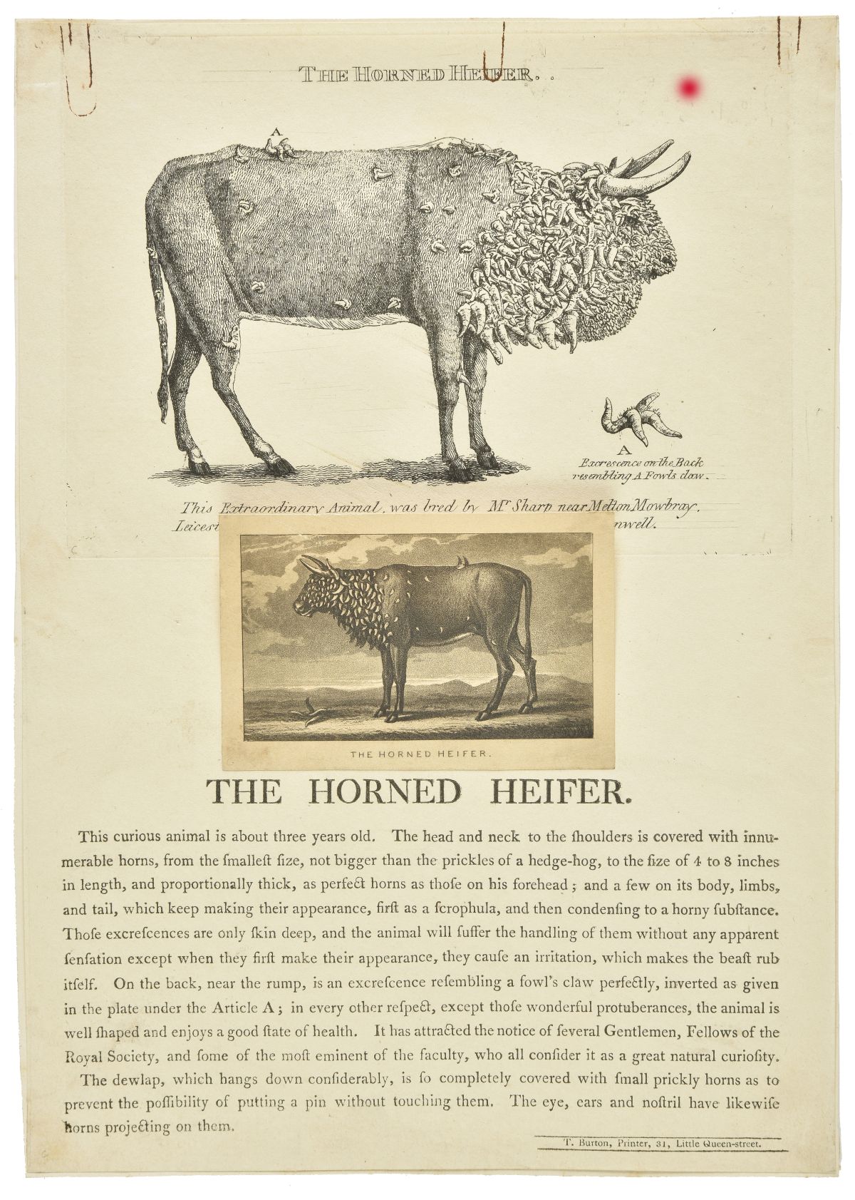 Lot 161 - Deformed Animals. Four engravings of