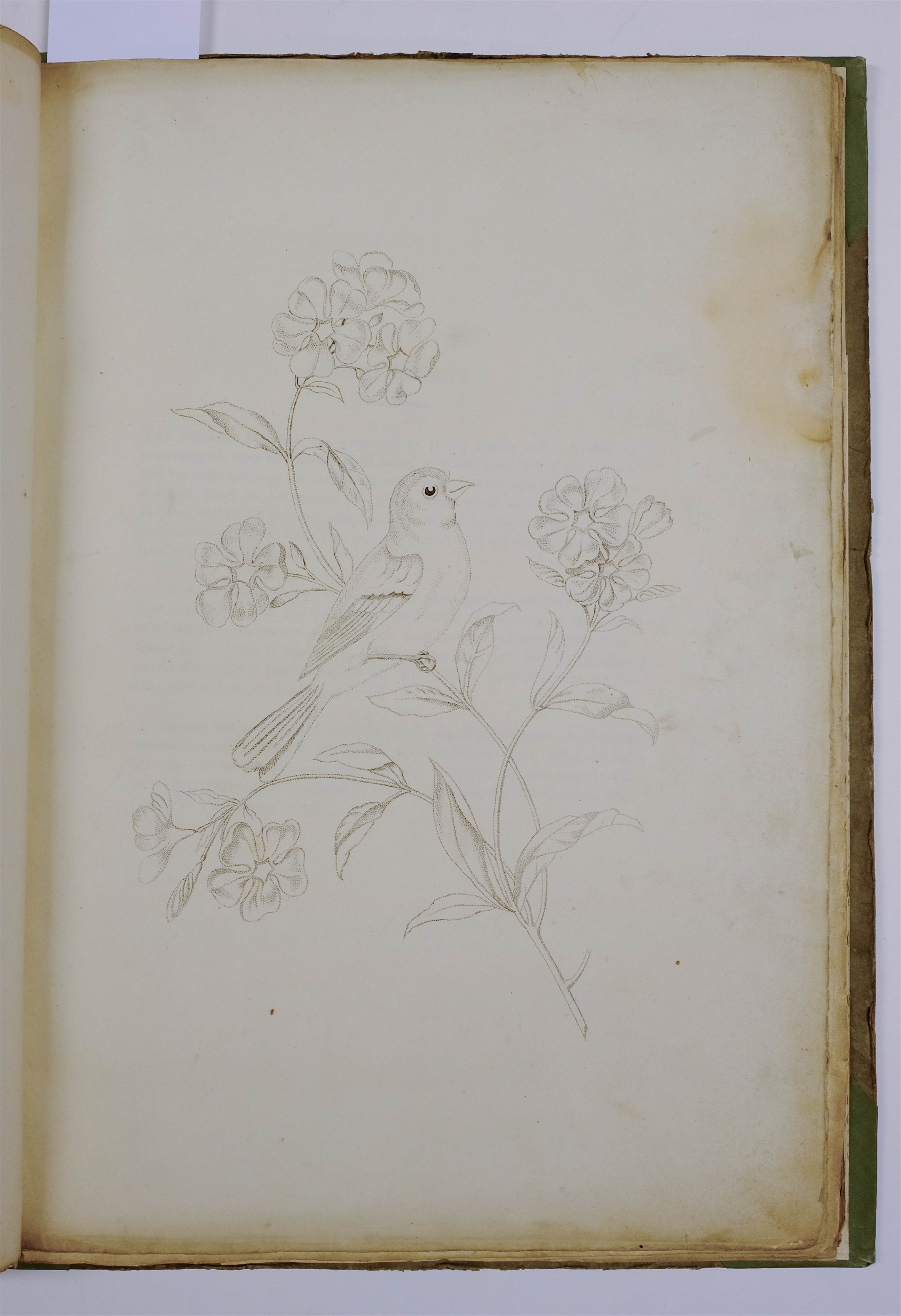 Lot 94 - Brookshaw (George). Six Birds, 1817