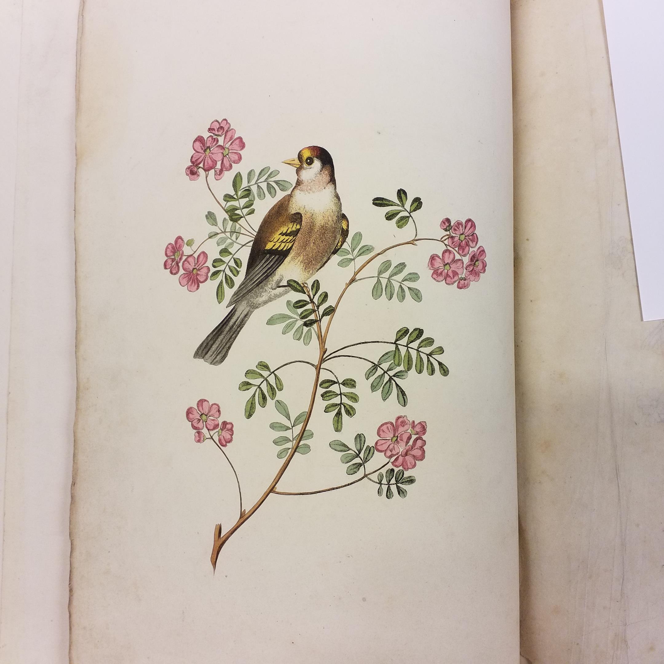 Lot 94 - Brookshaw (George). Six Birds, 1817