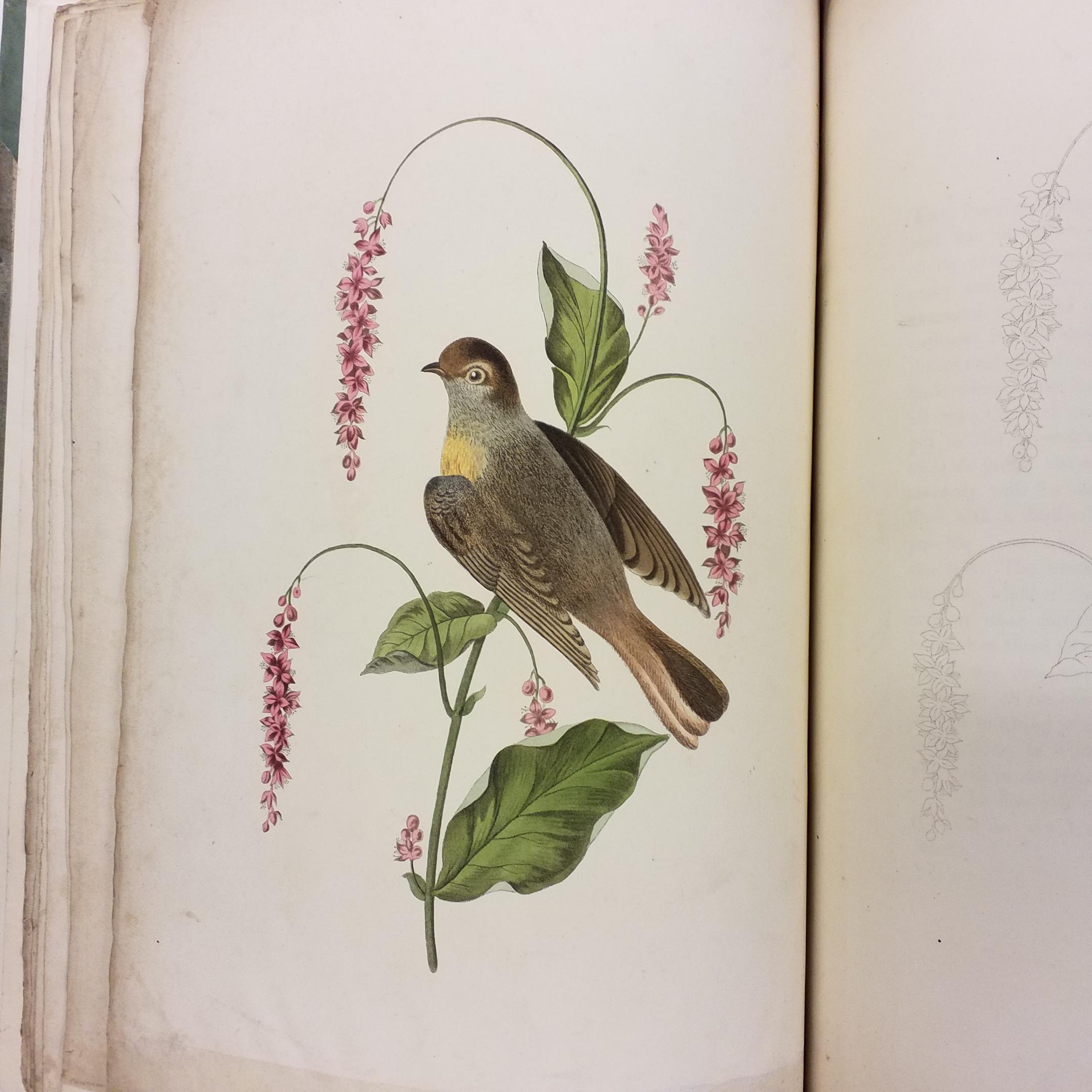 Lot 94 - Brookshaw (George). Six Birds, 1817