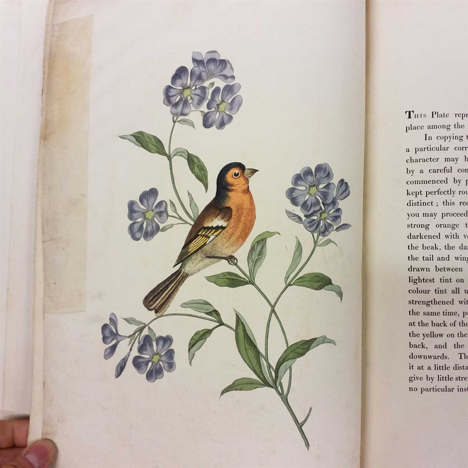 Lot 94 - Brookshaw (George). Six Birds, 1817