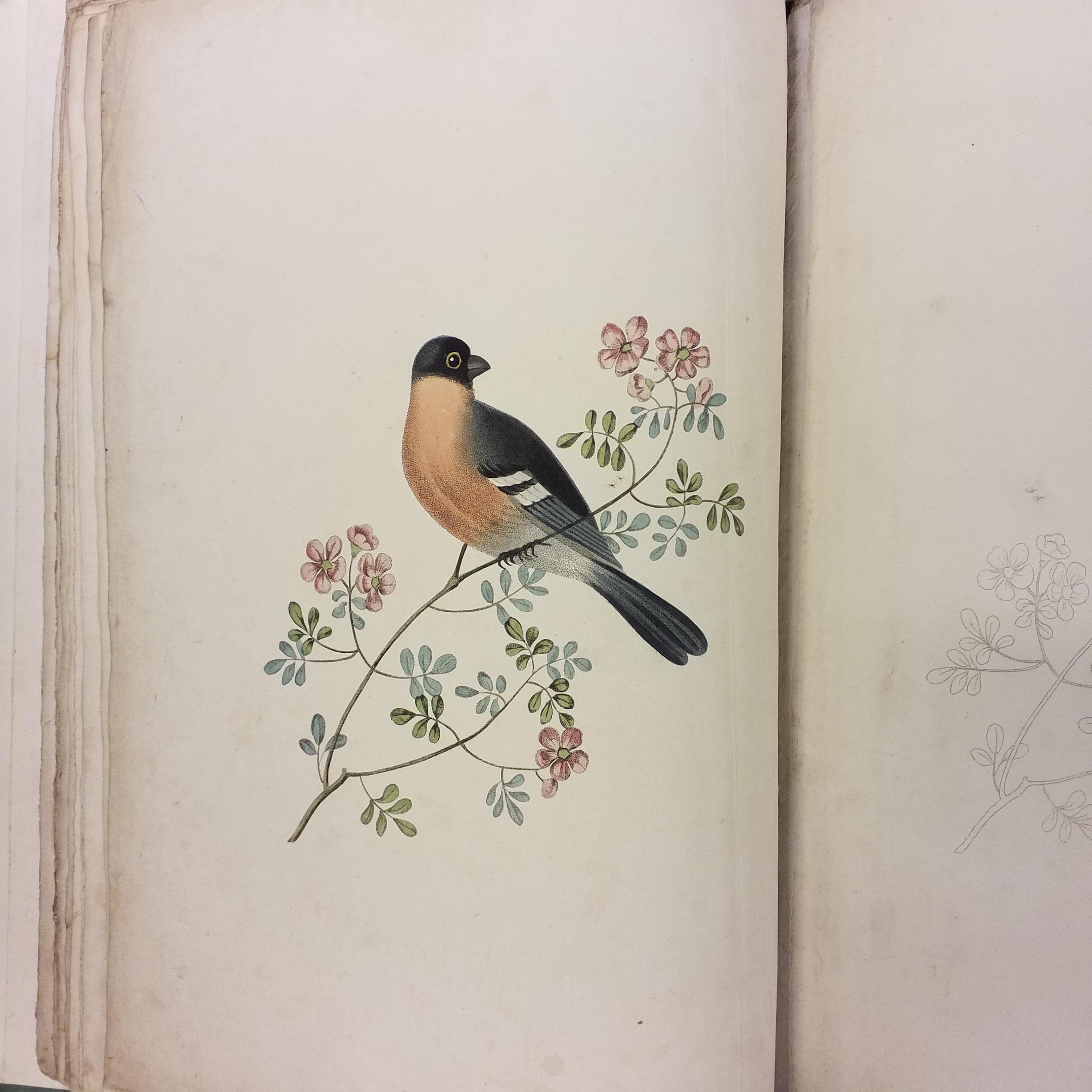 Lot 94 - Brookshaw (George). Six Birds, 1817