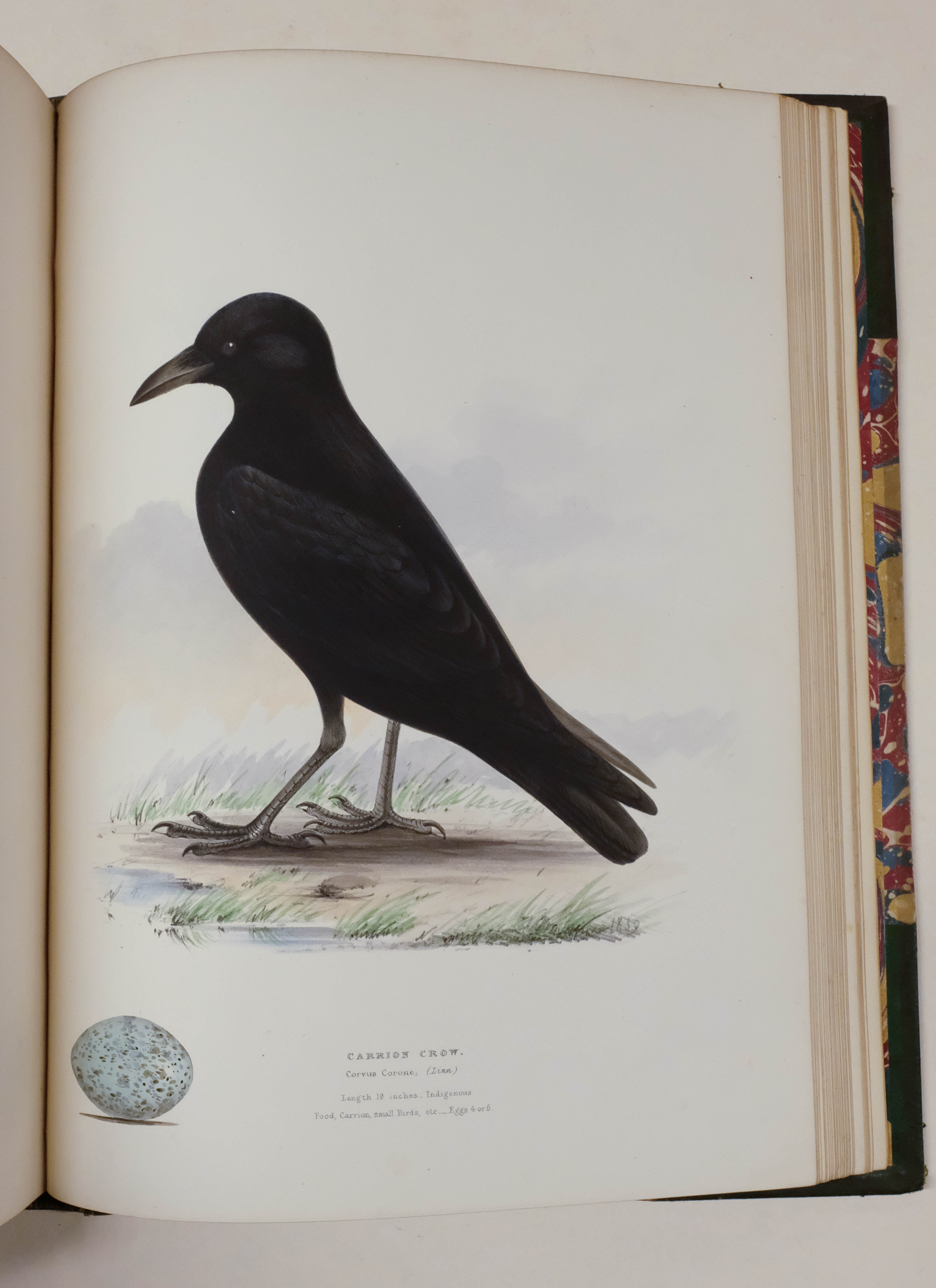 Lot 255 - Meyer (Henry Leonard). Illustrations of
