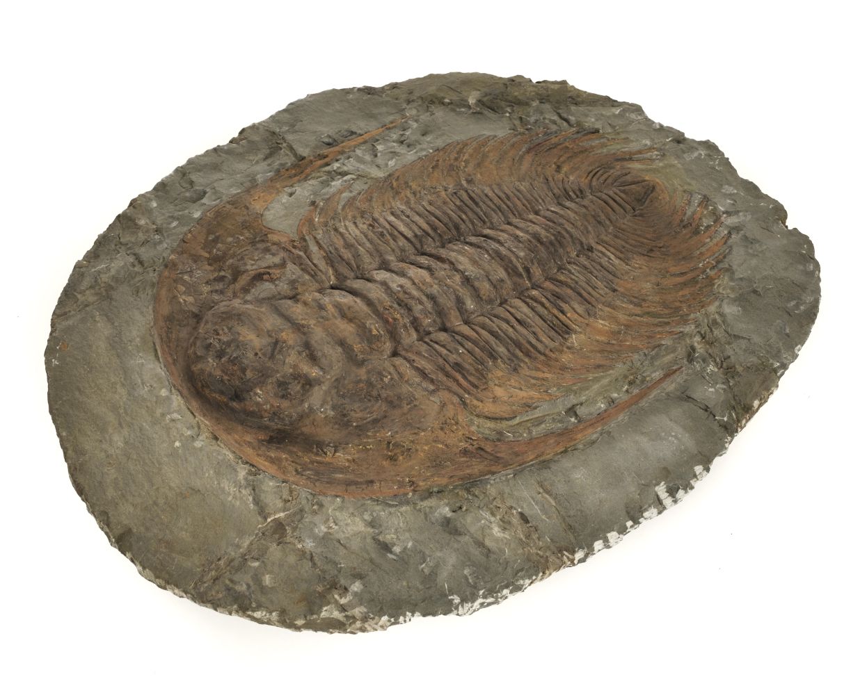 Lot 332 - Paradoxides.