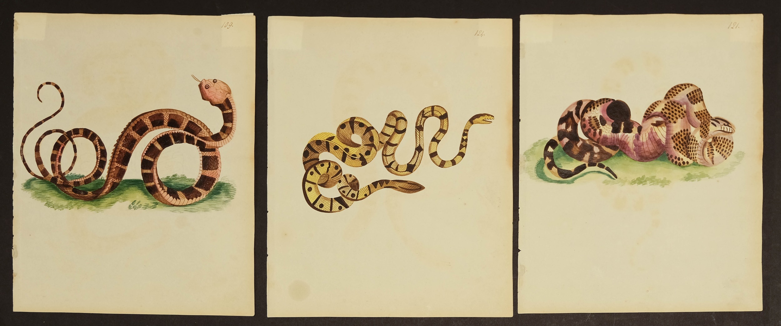 Lot 154 - Indian snakes. Six watercolour studies of