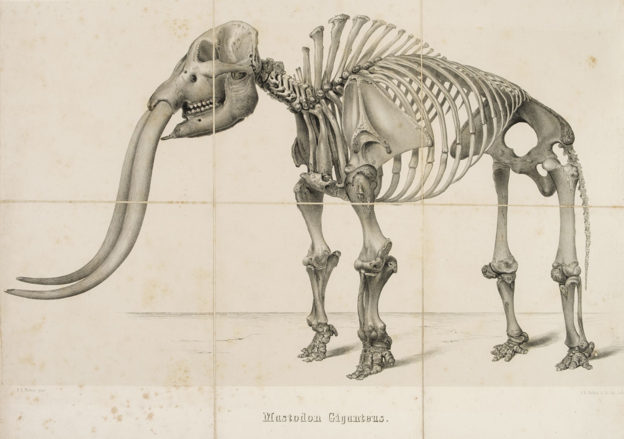 Lot 113 - Warren (John C.) The Mastodon Giganteus of