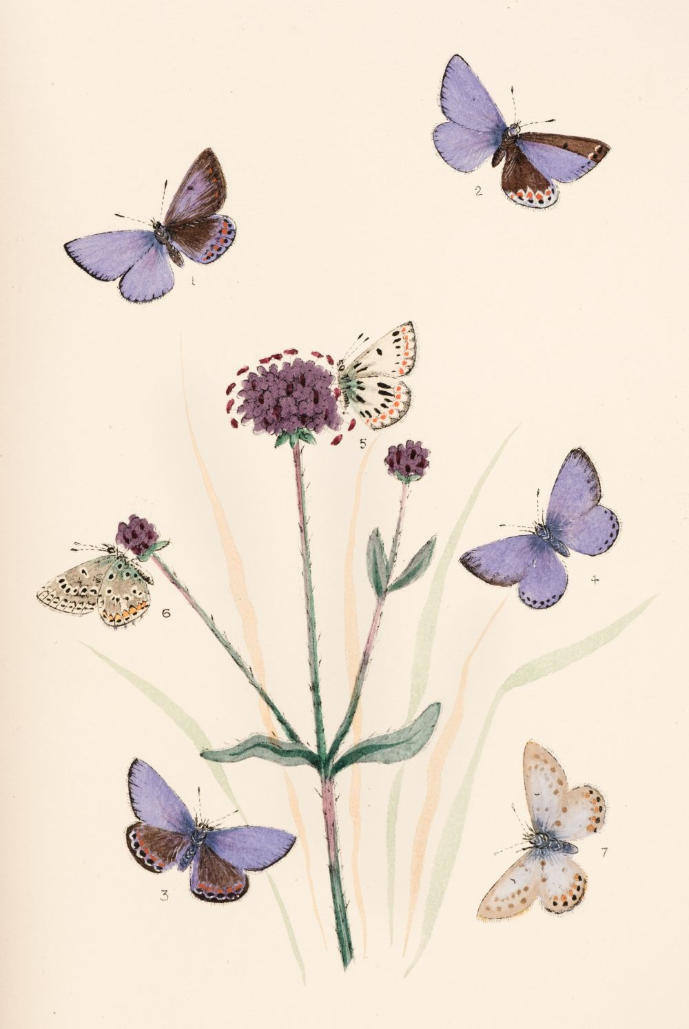 Lot 104 - Mosley (Seth Lister). Illustrations of