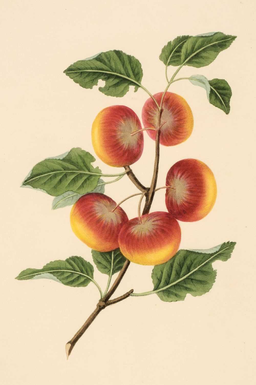 Lot 87 - Brookshaw (George). Groups of Flowers,