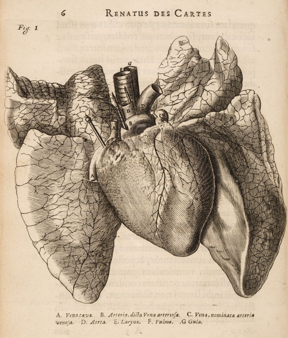Lot 120 - Descartes (Rene). De Homine figuris et