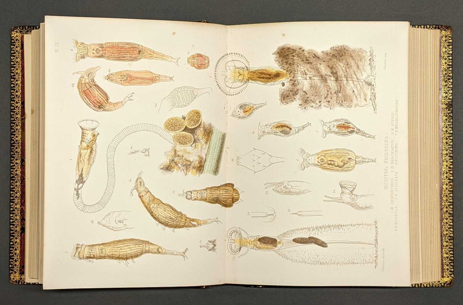 Lot 364 - Hudson (Charles Thomas). The Rotifera; or