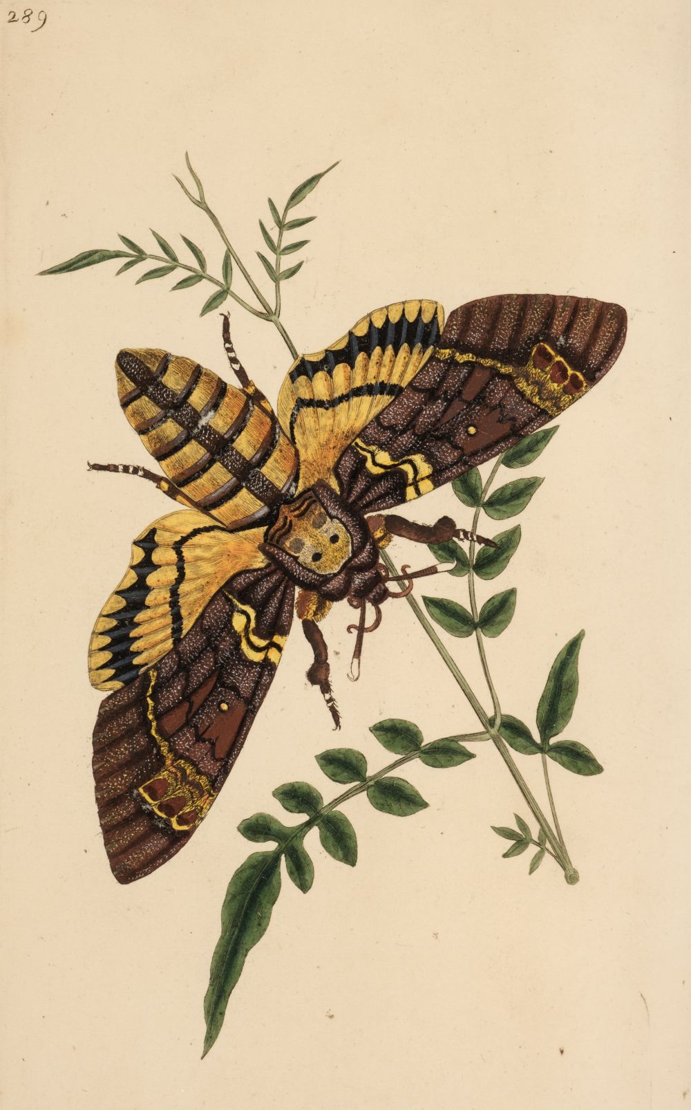 Lot 62 - Donovan (Edward). The Natural History of