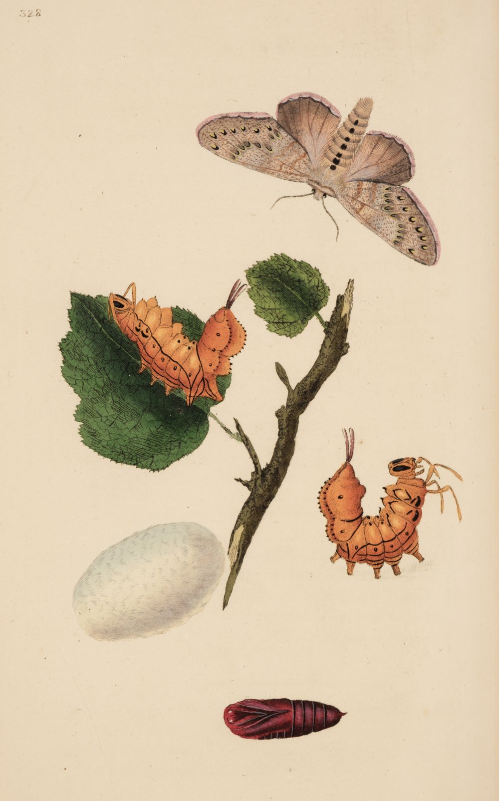 Lot 62 - Donovan (Edward). The Natural History of