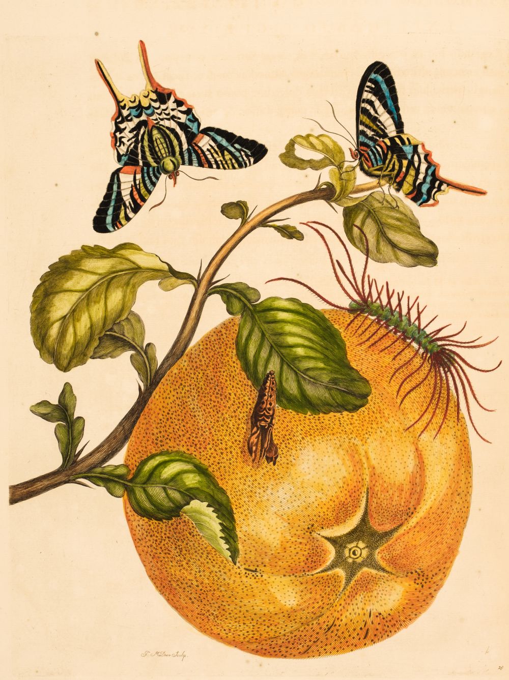 Lot 79 - Merian (Maria Sybilla). Dissertatio de