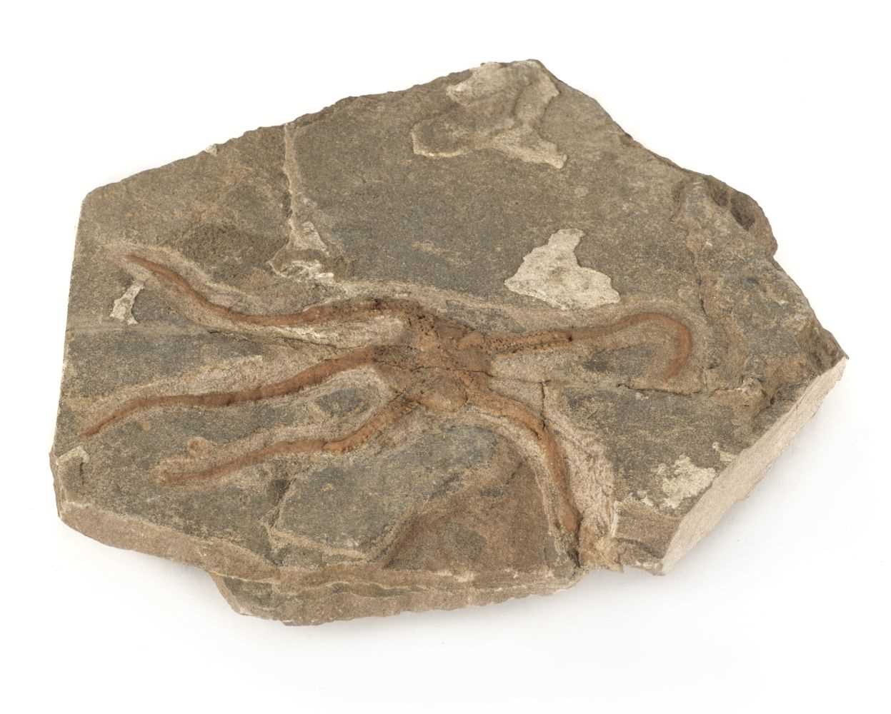 Lot 502 - Fossil Starfish. A fossilised starfish,