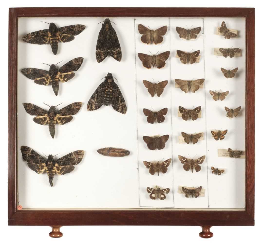 Lot 90 - Entomology. A mahogany specimen cabinet with
