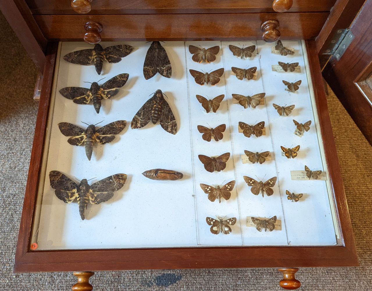Lot 90 - Entomology. A mahogany specimen cabinet with