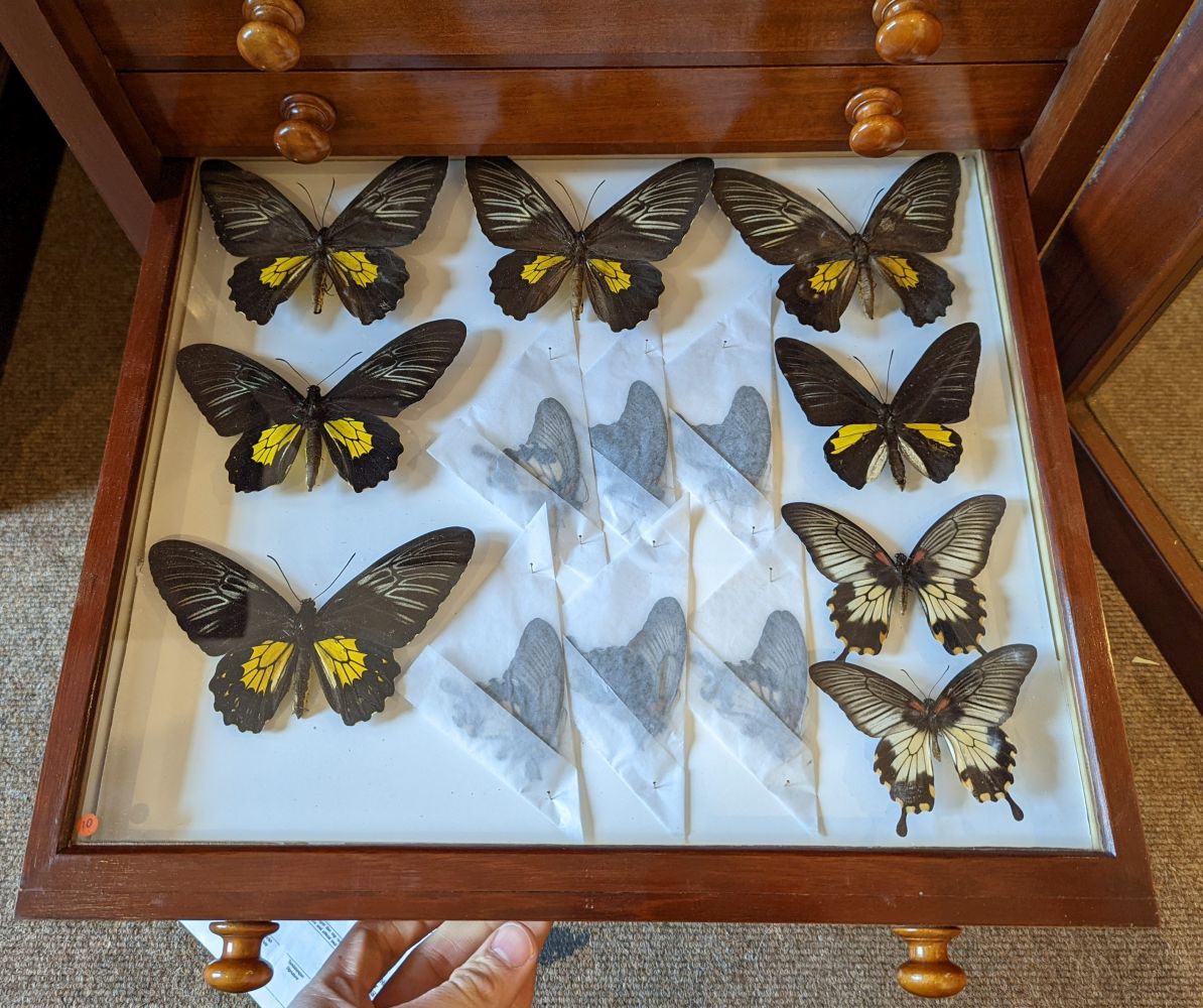 Lot 90 - Entomology. A mahogany specimen cabinet with