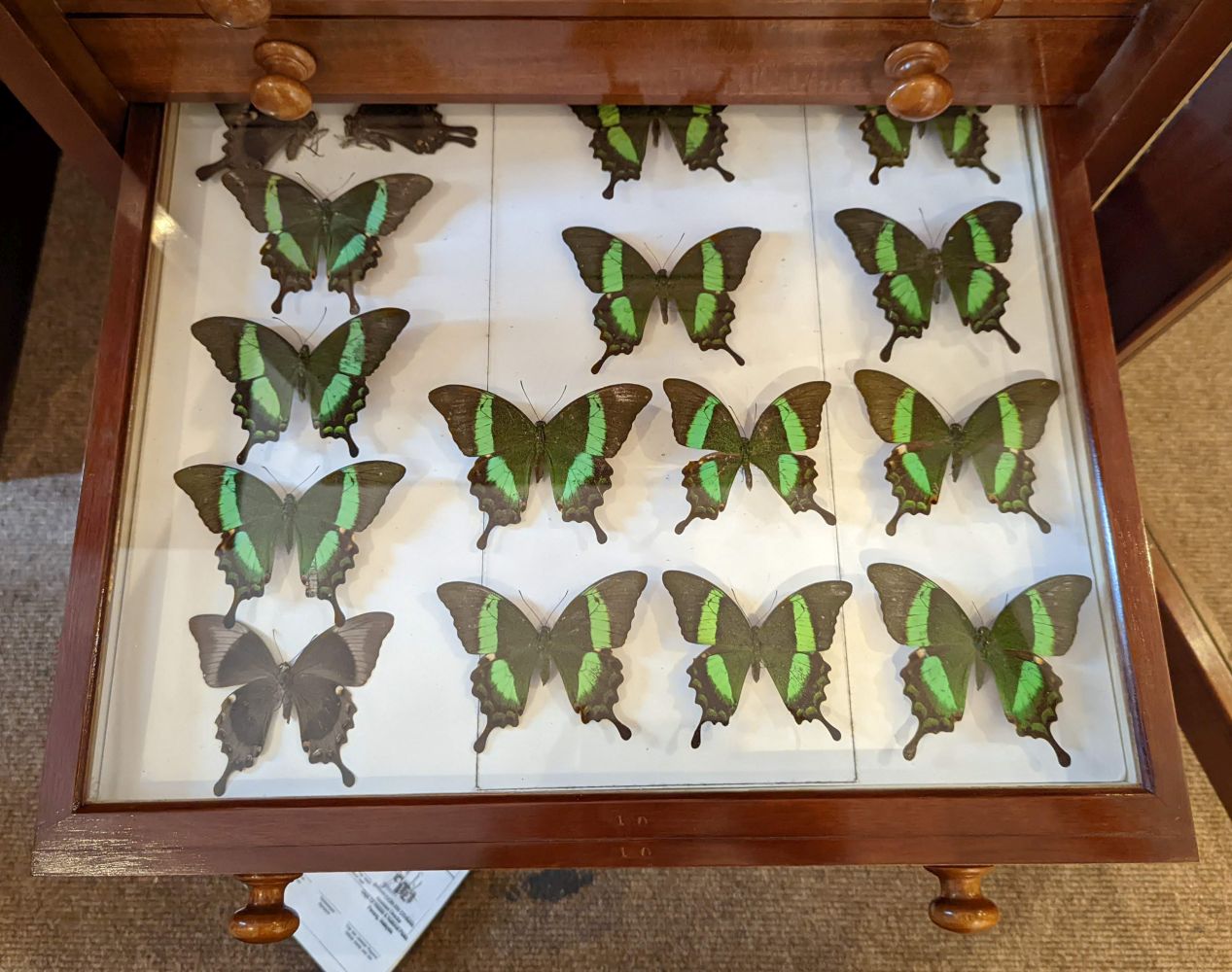 Lot 90 - Entomology. A mahogany specimen cabinet with