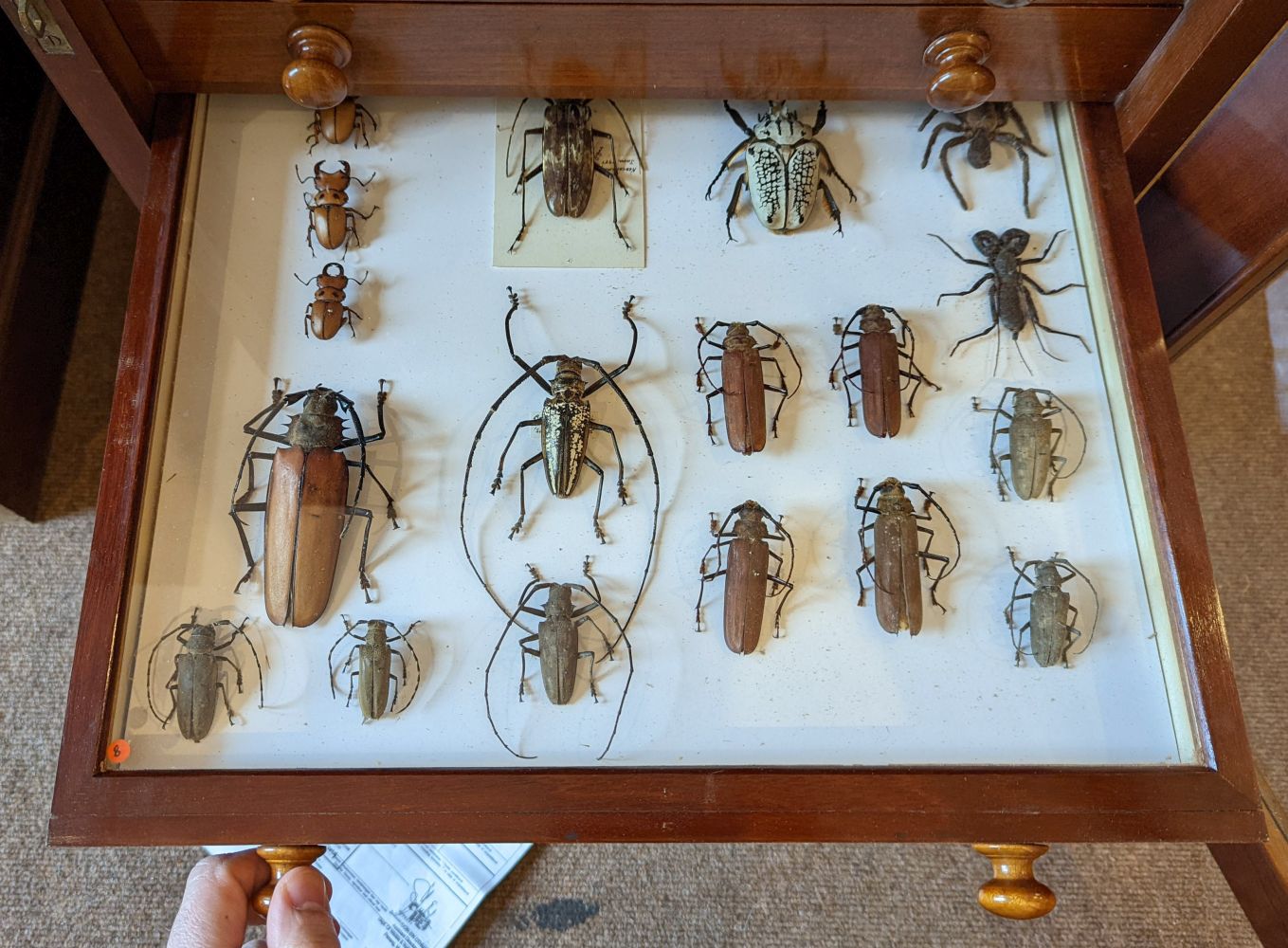 Lot 90 - Entomology. A mahogany specimen cabinet with