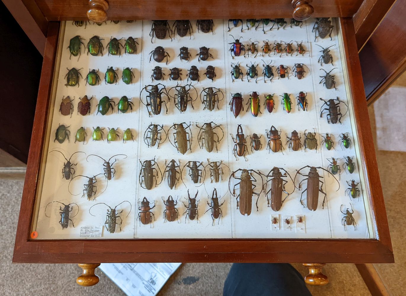 Lot 90 - Entomology. A mahogany specimen cabinet with