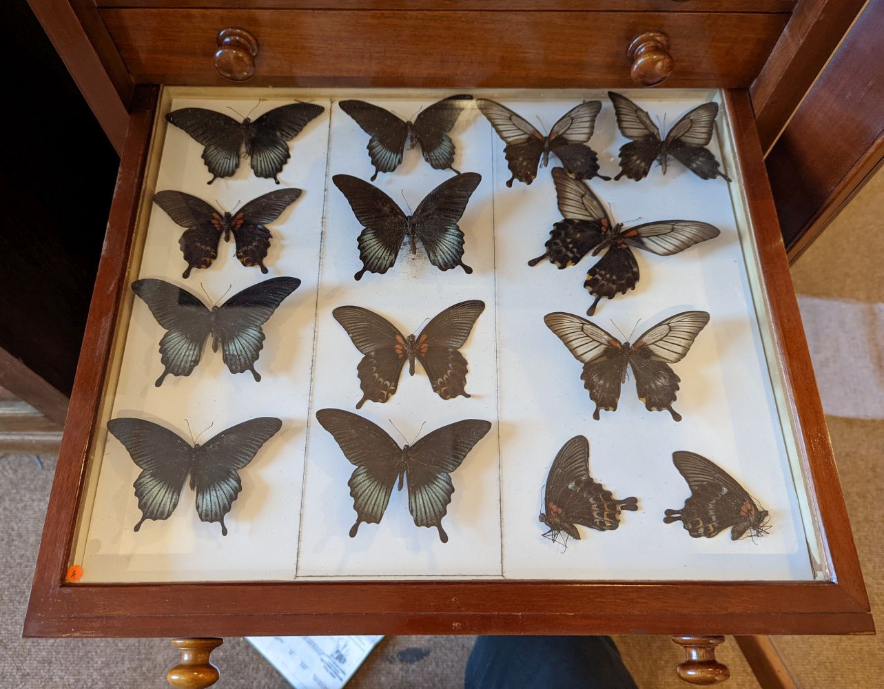 Lot 90 - Entomology. A mahogany specimen cabinet with