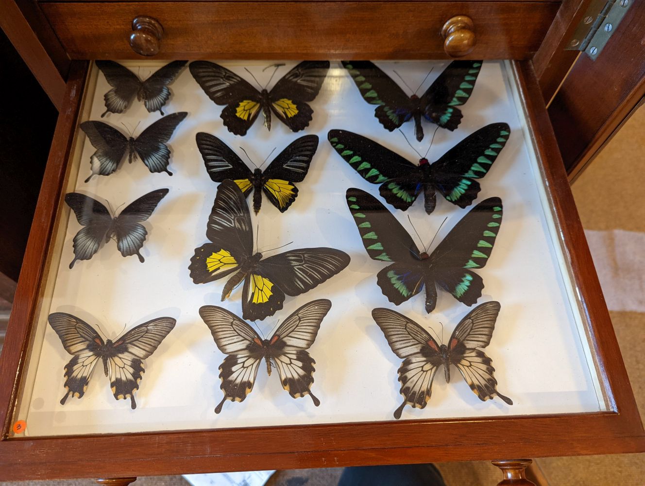 Lot 90 - Entomology. A mahogany specimen cabinet with