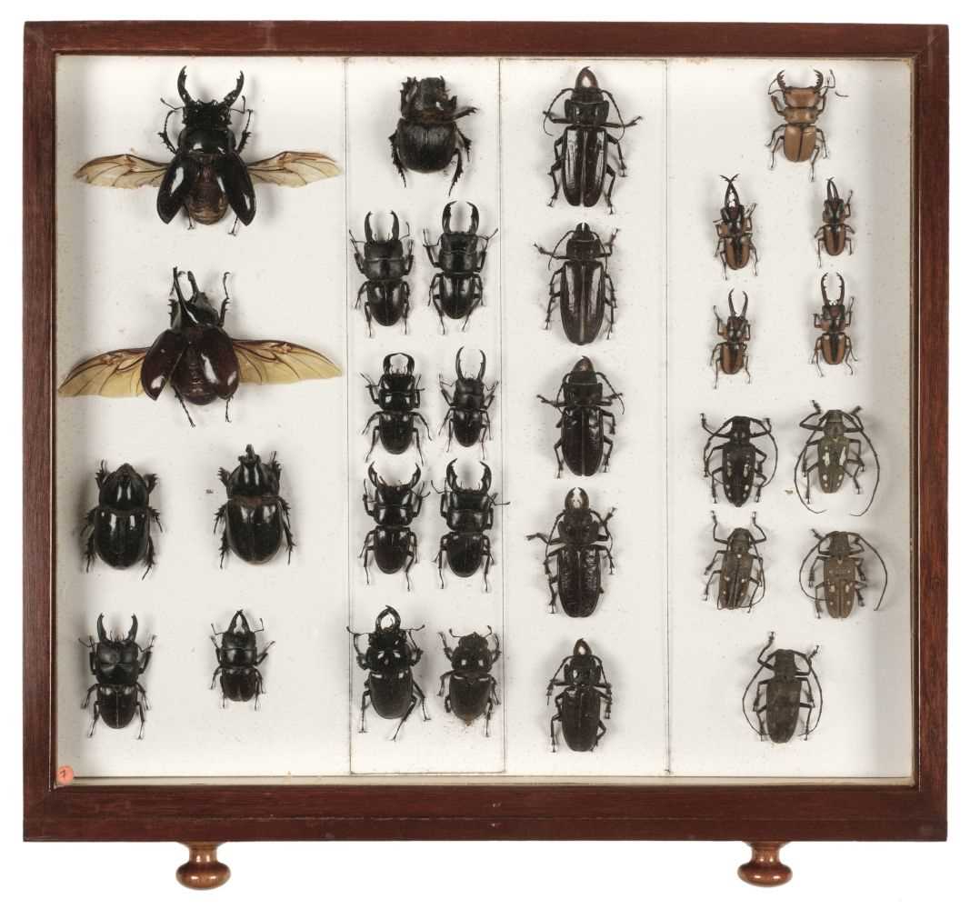 Lot 90 - Entomology. A mahogany specimen cabinet with