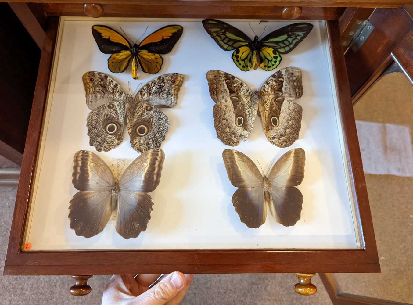 Lot 90 - Entomology. A mahogany specimen cabinet with