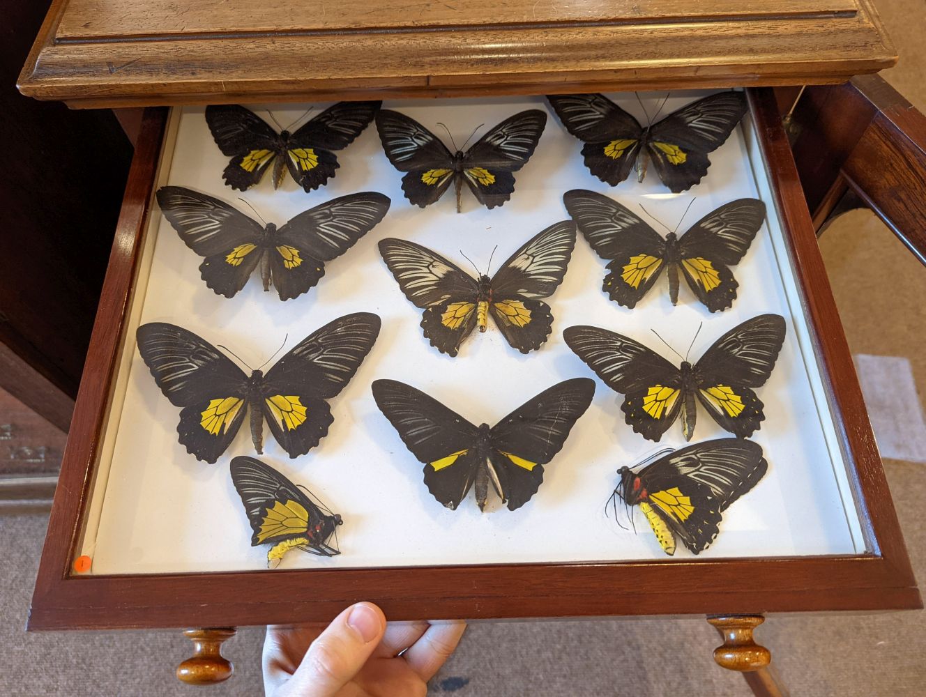 Lot 90 - Entomology. A mahogany specimen cabinet with
