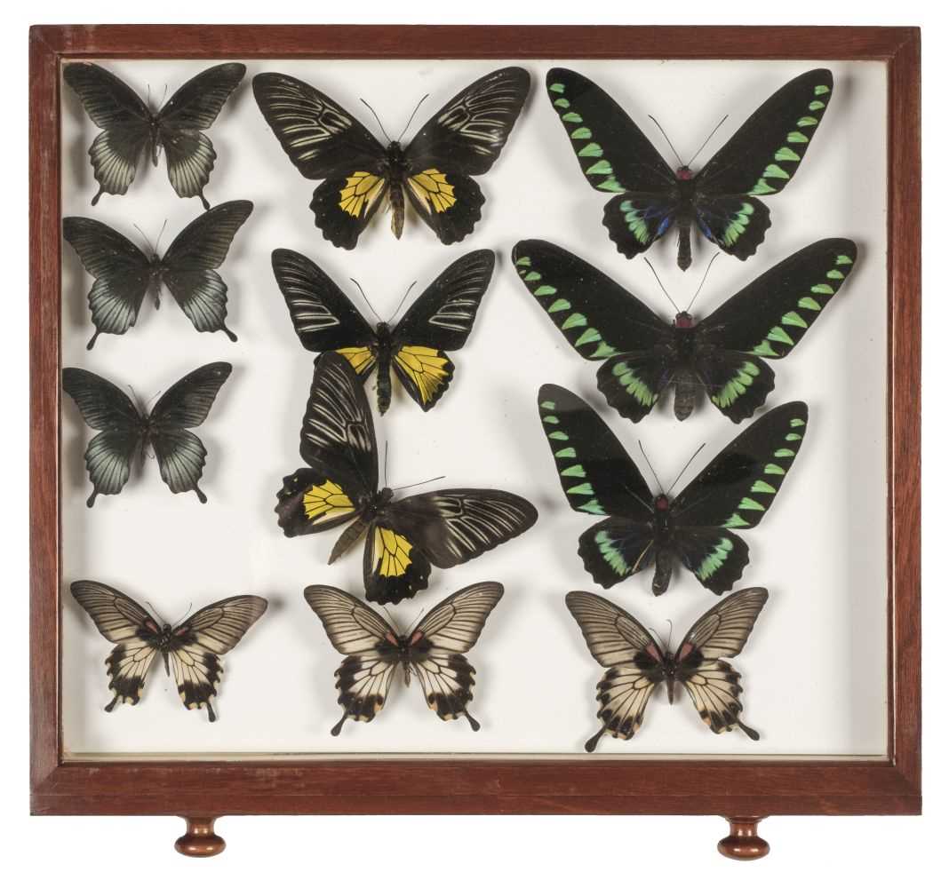 Lot 90 - Entomology. A mahogany specimen cabinet with