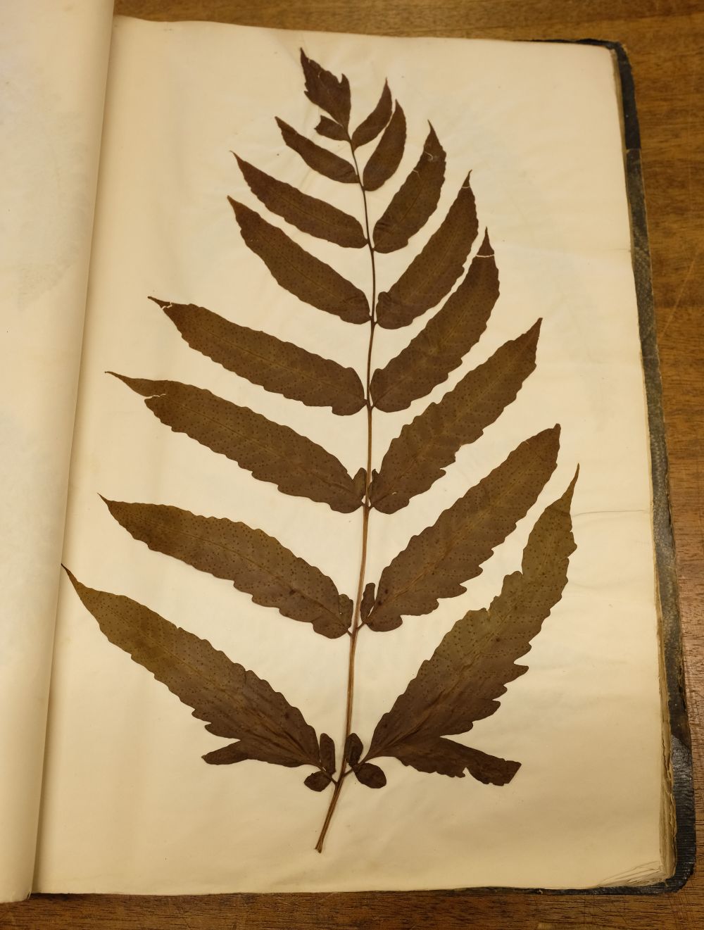 Lot 72 - Ferns. A large album of dried and pressed