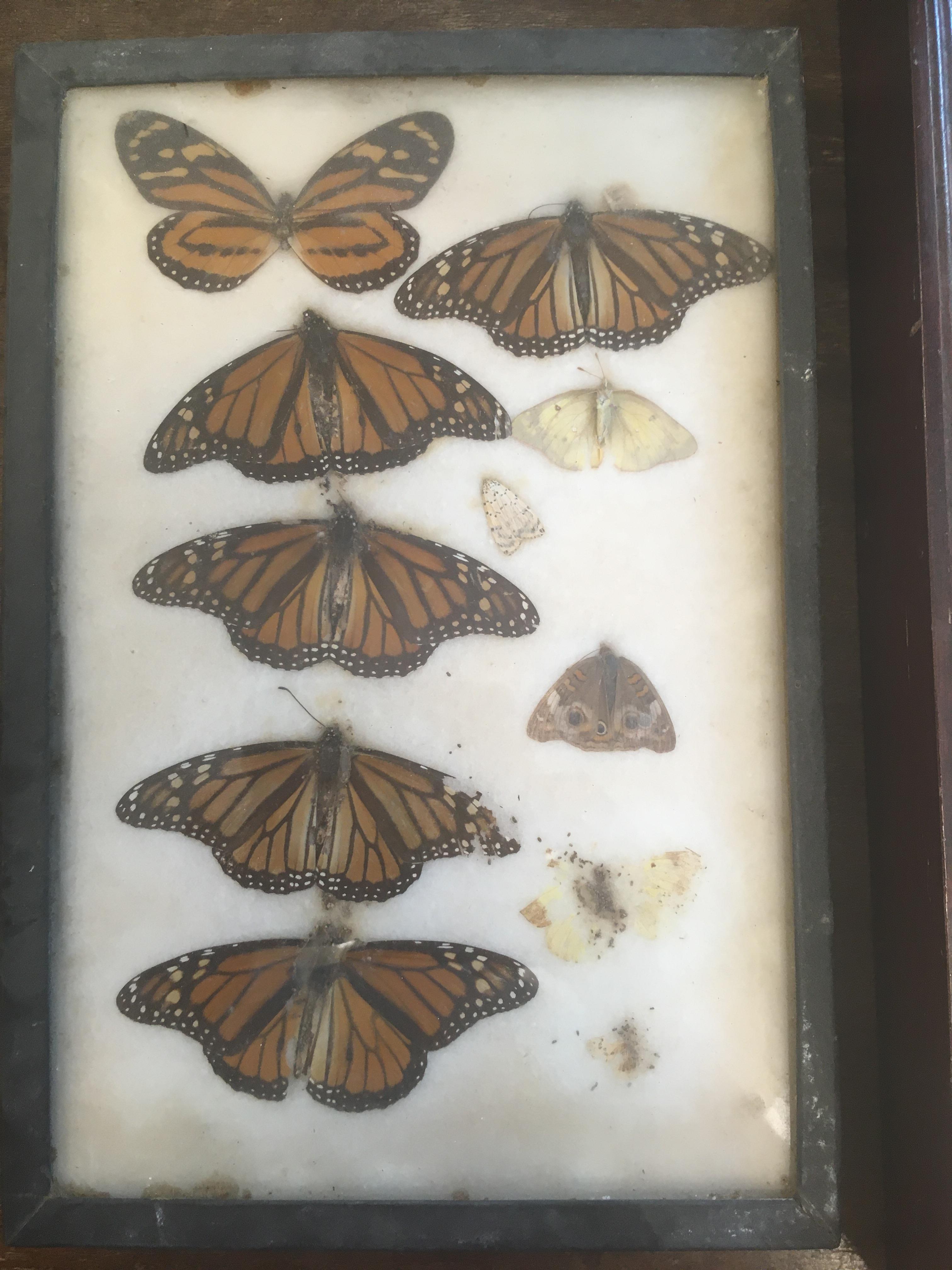 Lot 76 - Lepidoptera. A collection of British
