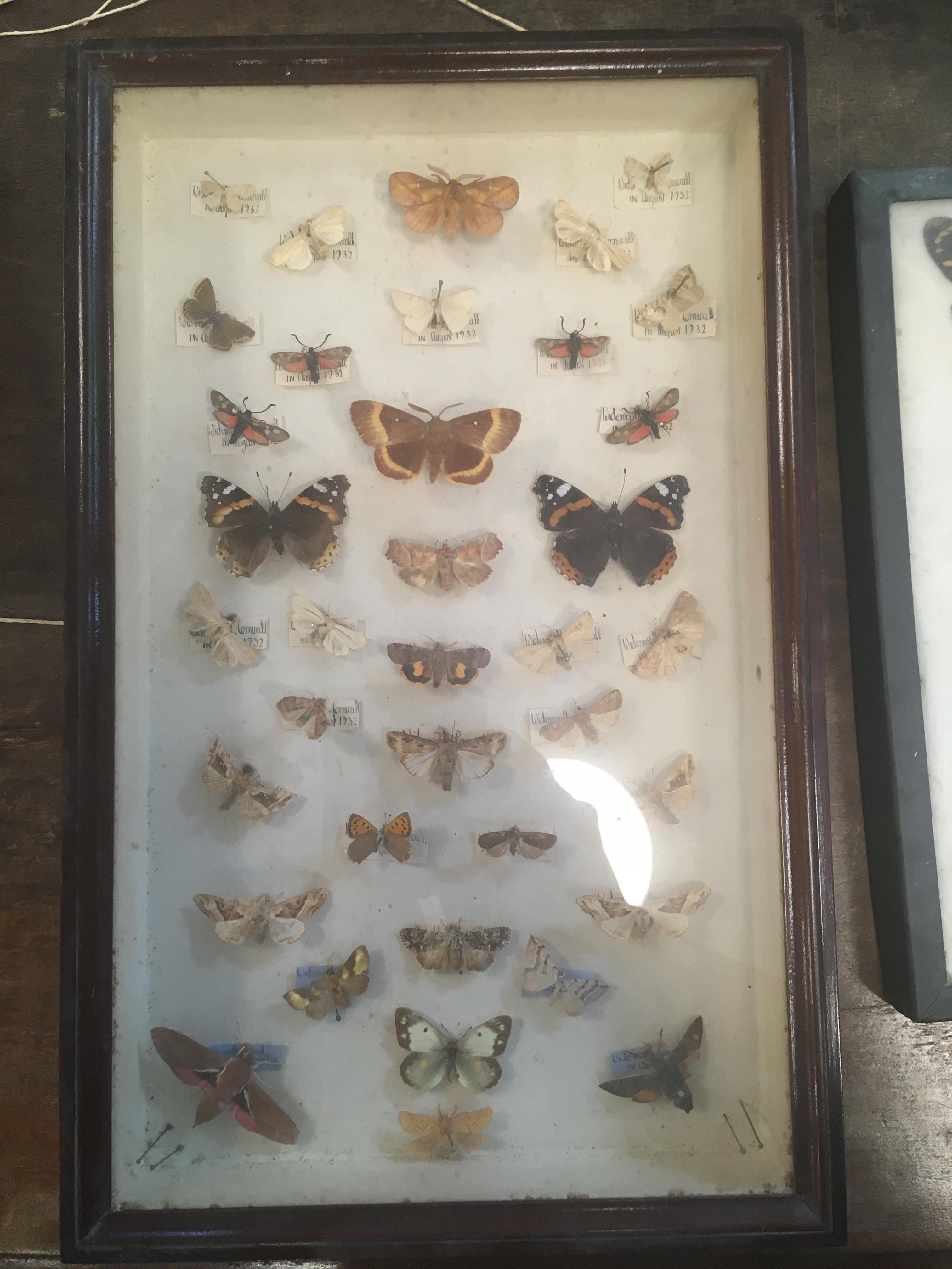 Lot 76 - Lepidoptera. A collection of British