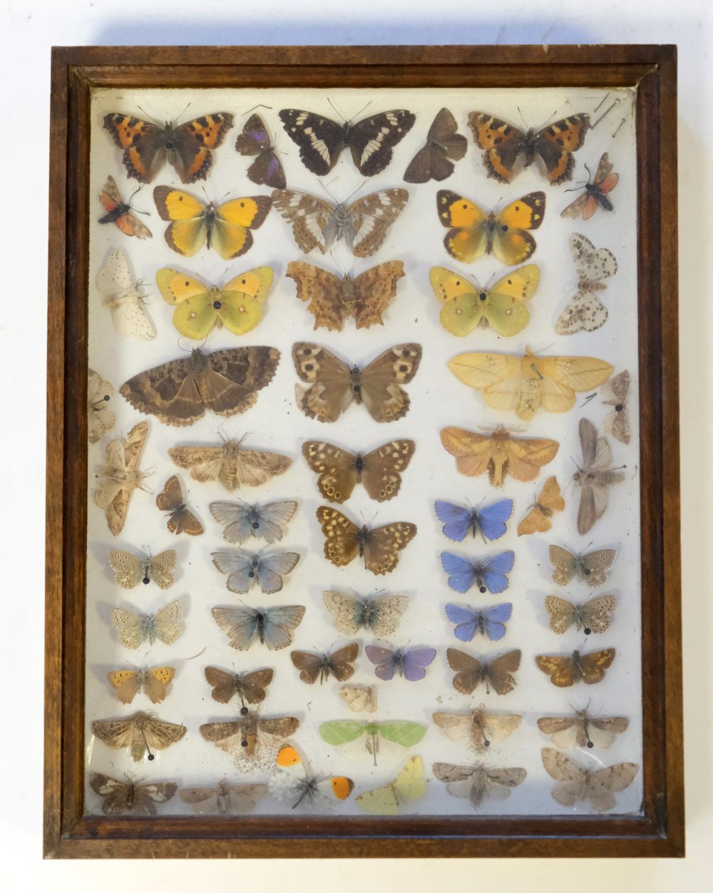 Lot 76 - Lepidoptera. A collection of British
