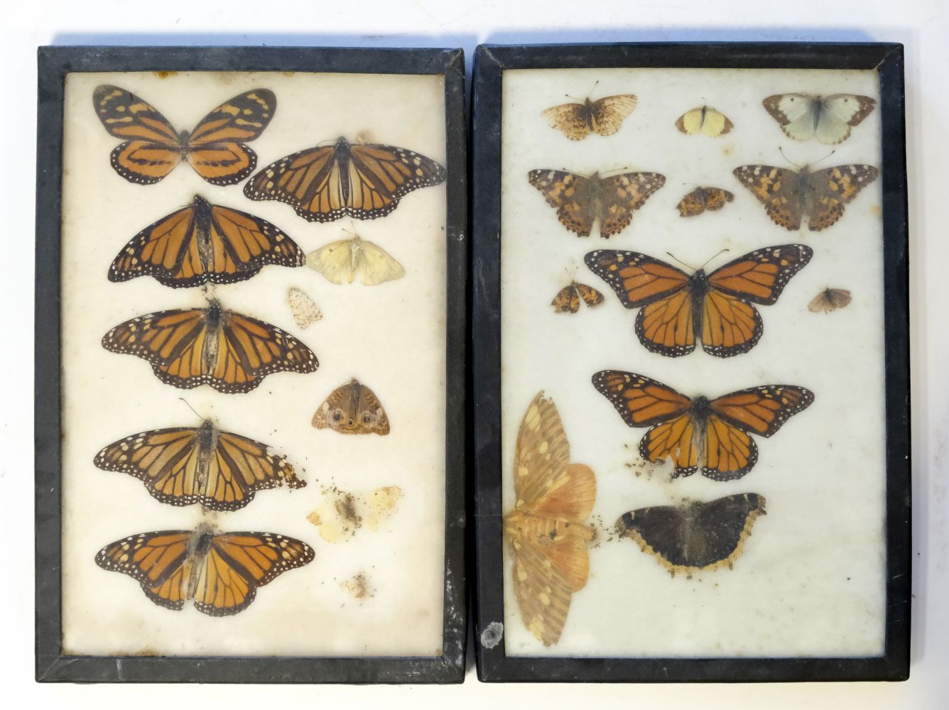 Lot 76 - Lepidoptera. A collection of British